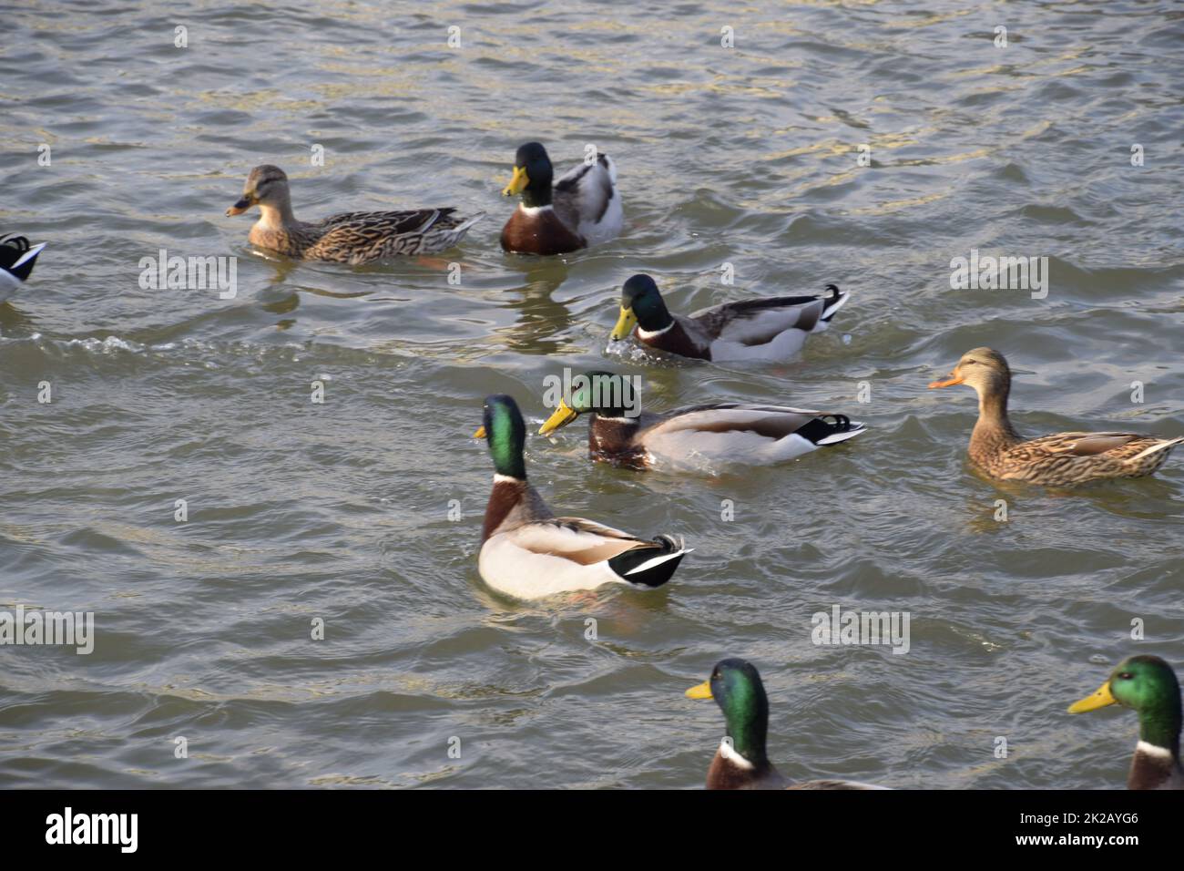 Ducks swimming in the pond. Wild mallard duck. Drakes and females Stock ...
