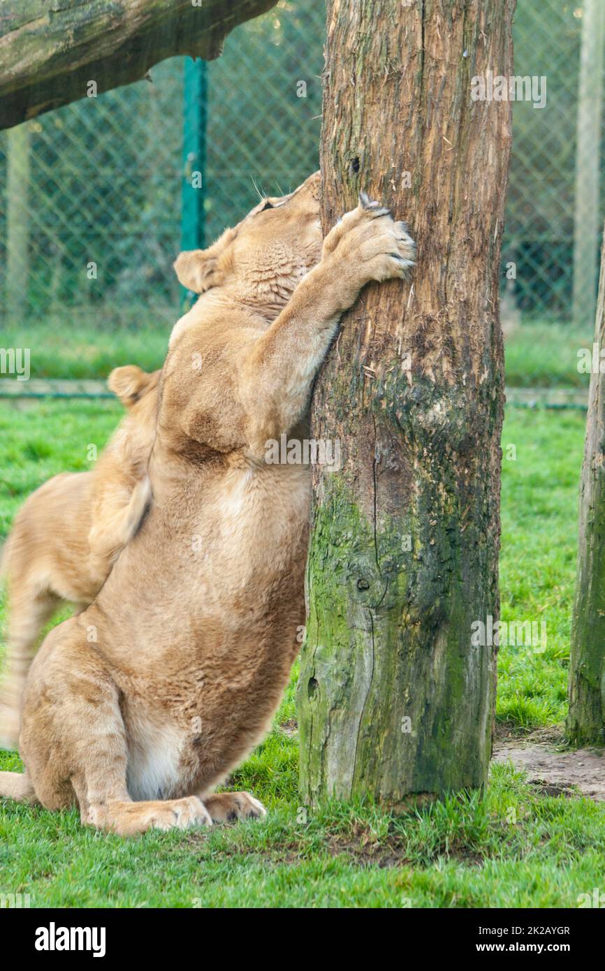 Lion vertical hi-res stock photography and images - Alamy