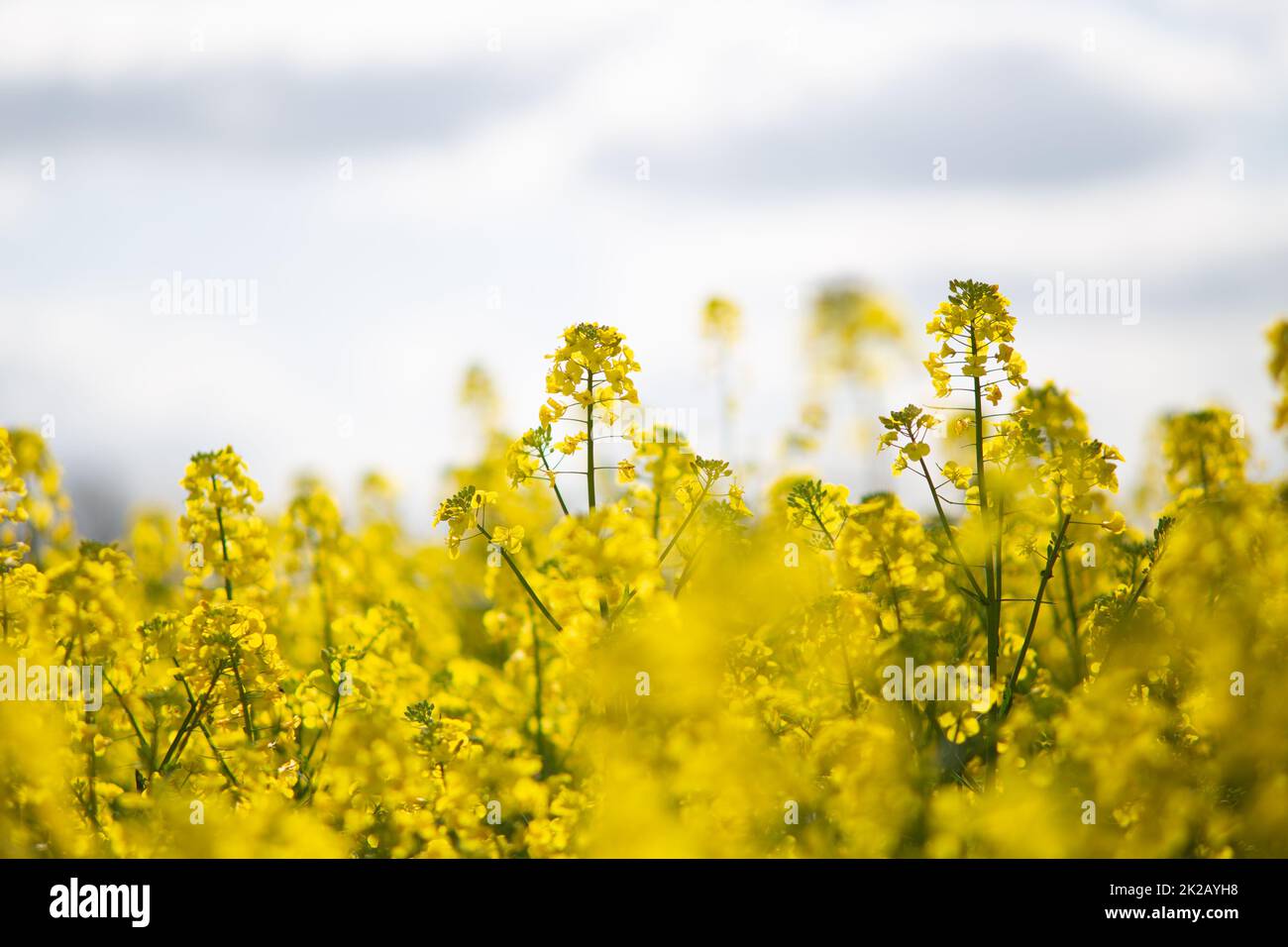 Rapeseed plant flowers hi-res stock photography and images - Alamy