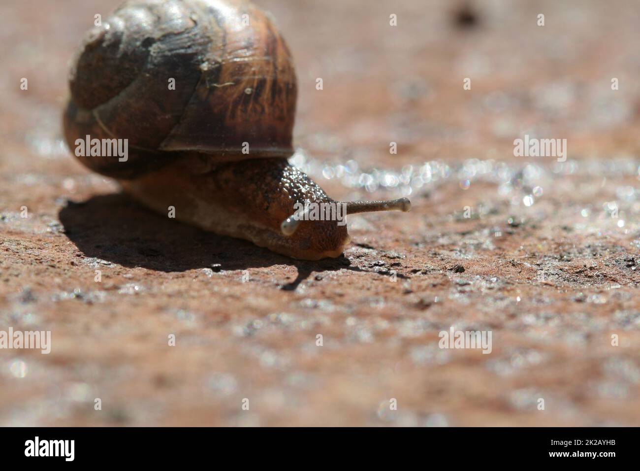 Plate of snail hi-res stock photography and images - Alamy