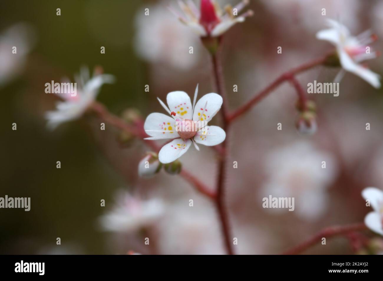white flowers with pink stalk Stock Photo - Alamy