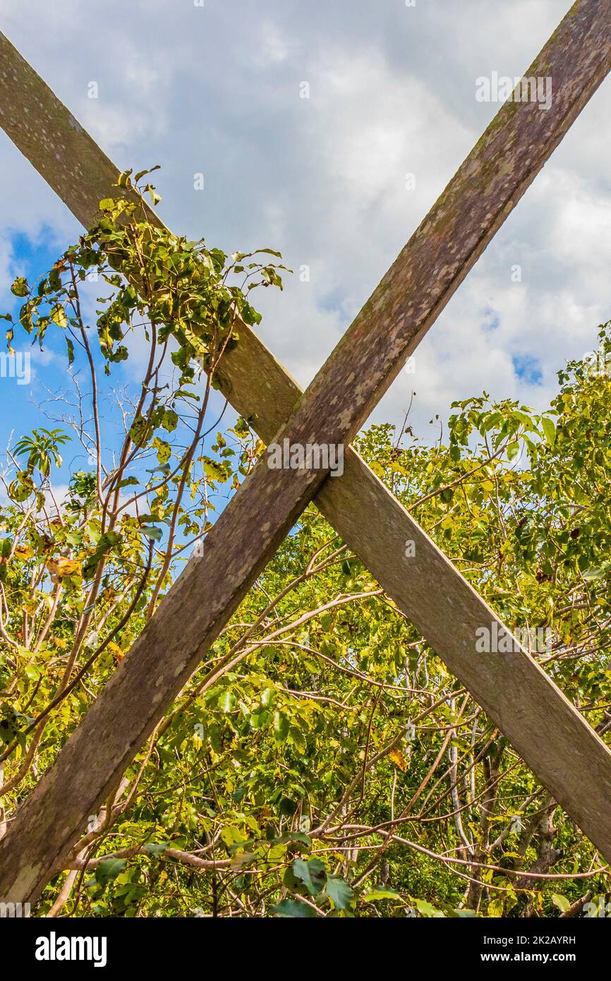 Wooden cross in tropical jungle with plants and tress Mexico Stock ...