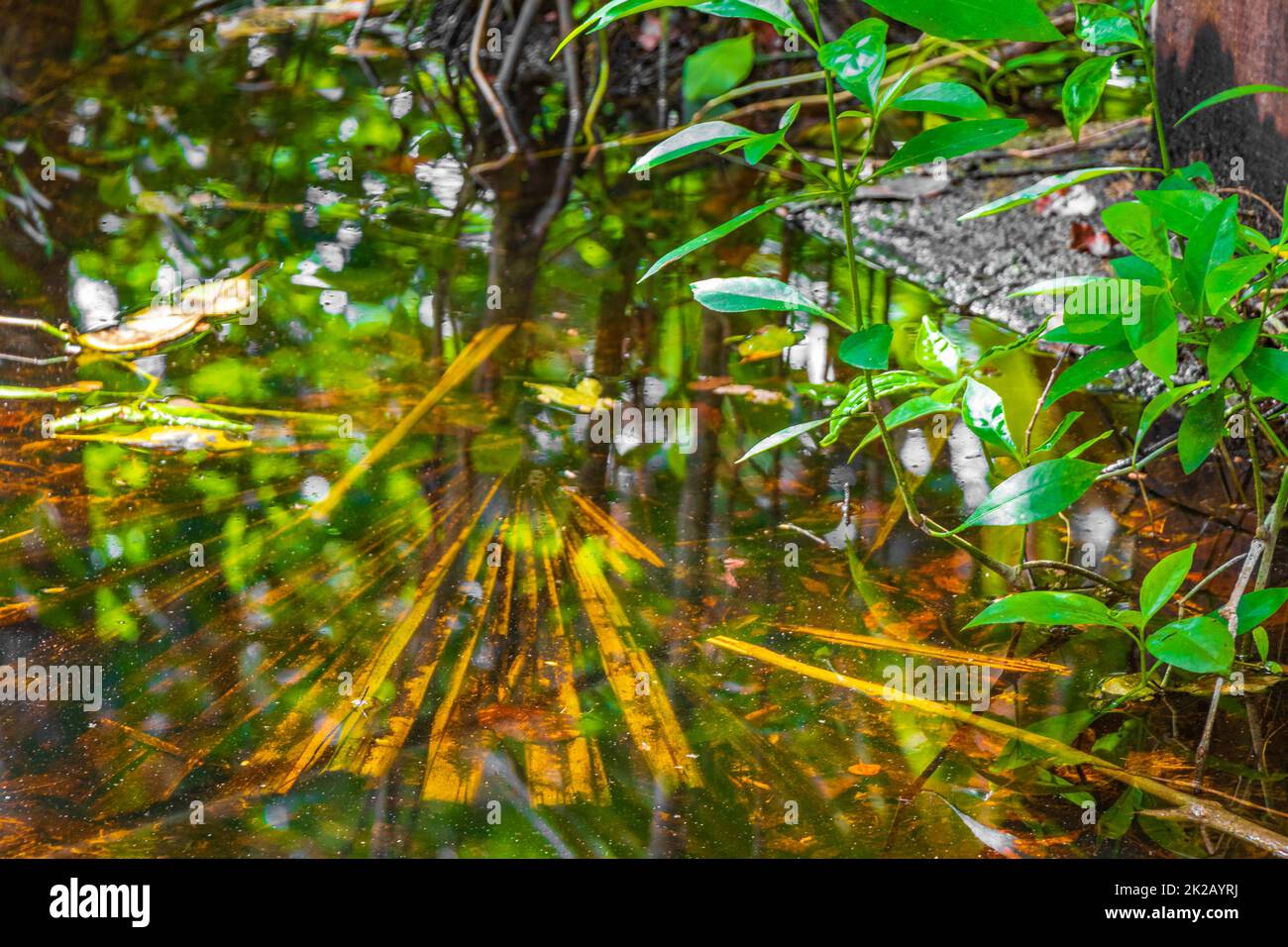 Texture palm tree foliage in pond sump water nature Mexico Stock Photo ...