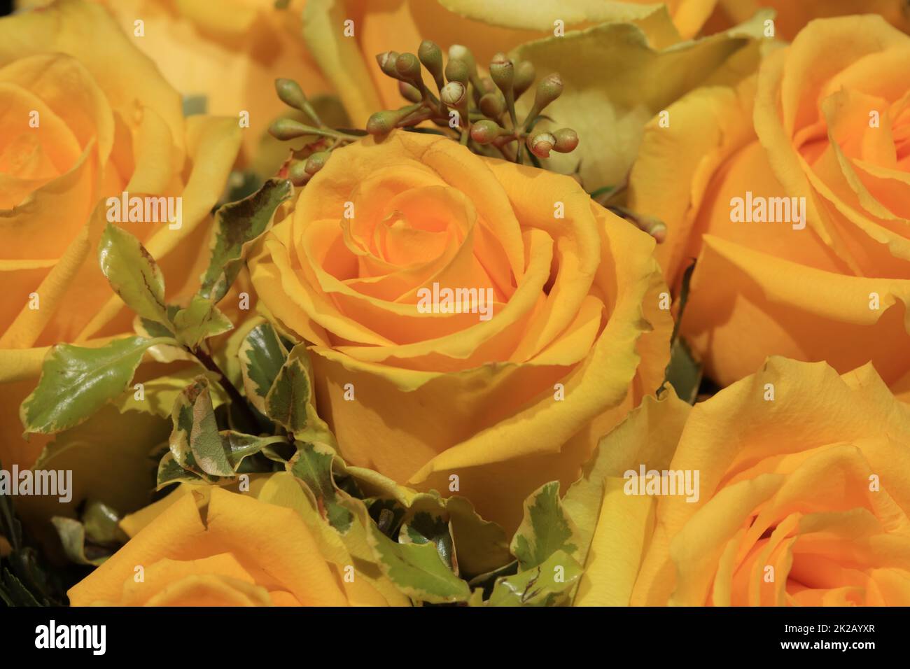 Bunch of Roses Stock Photo - Alamy