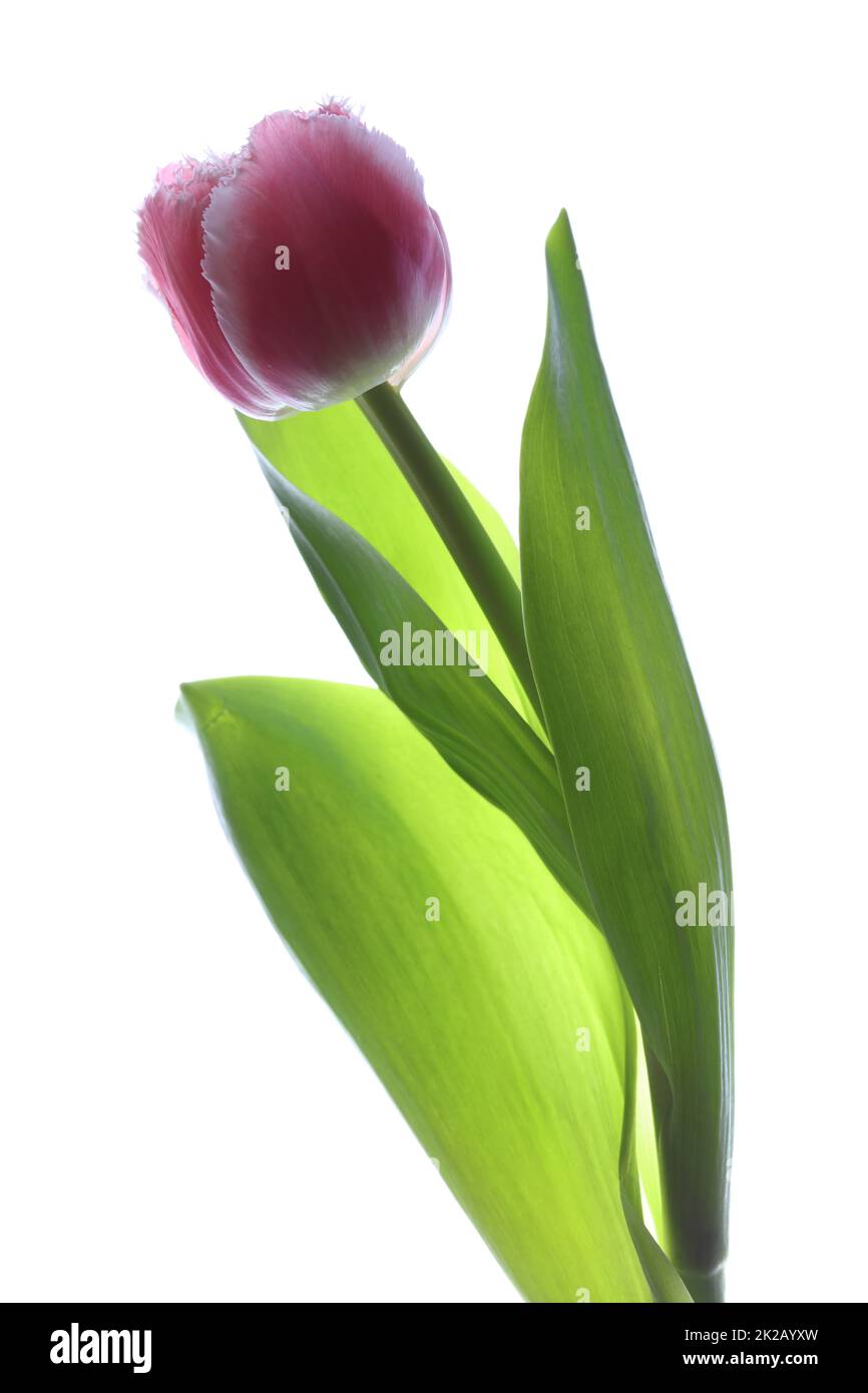 White tulips in bloom Cut Out Stock Images & Pictures - Alamy