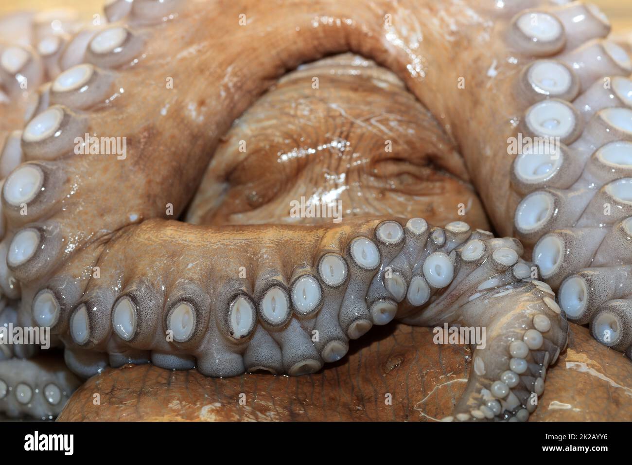 Octopus seafood hi-res stock photography and images - Alamy