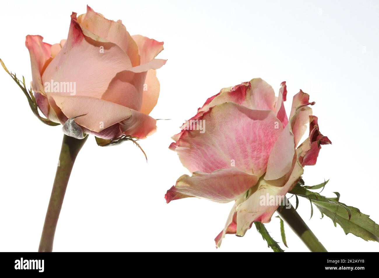 Rose against white Background Stock Photo - Alamy
