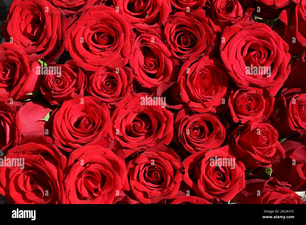 Bouquet of wonderful red Roses Stock Photo - Alamy