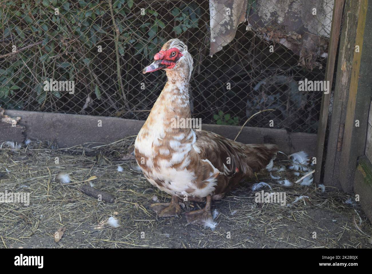 The musky duck Stock Photo - Alamy