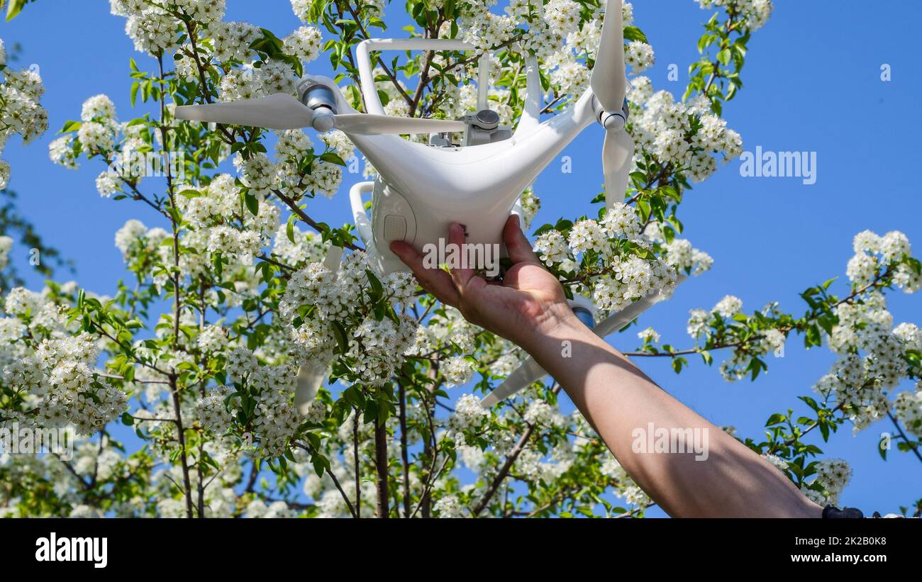 Quadrocopter DJI Phantom 4 is on the branch of blooming cherry plum ...