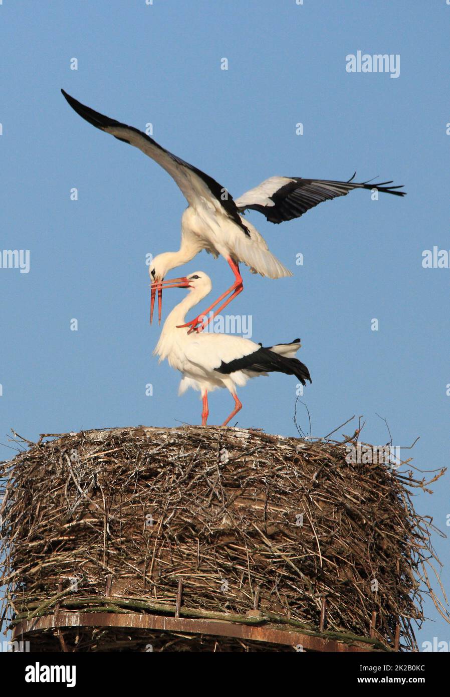 White stork, couple on the nest mating Stock Photo - Alamy