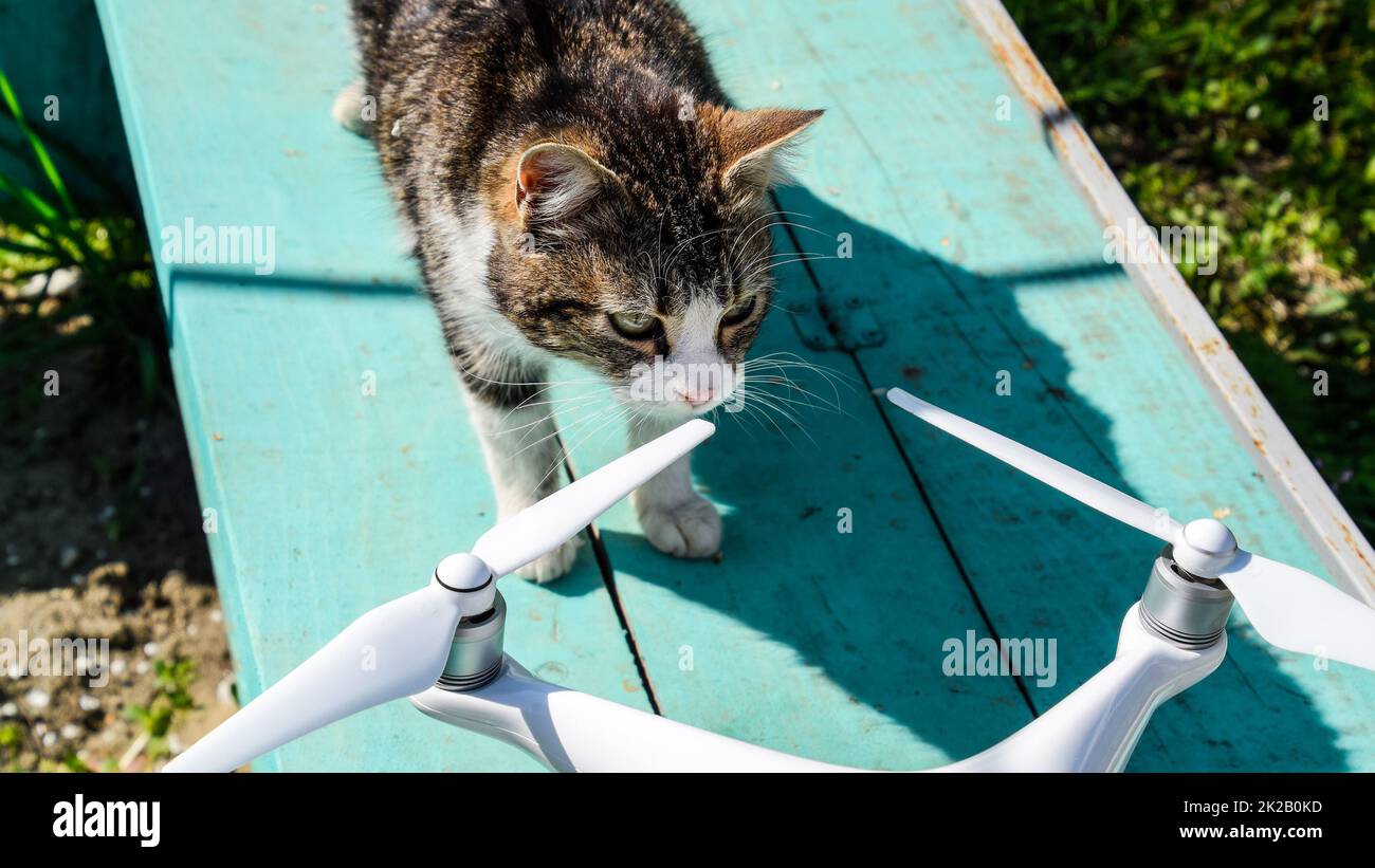 The cat sniffs the drone DJI phantom 4. Surprise the animal with a new ...