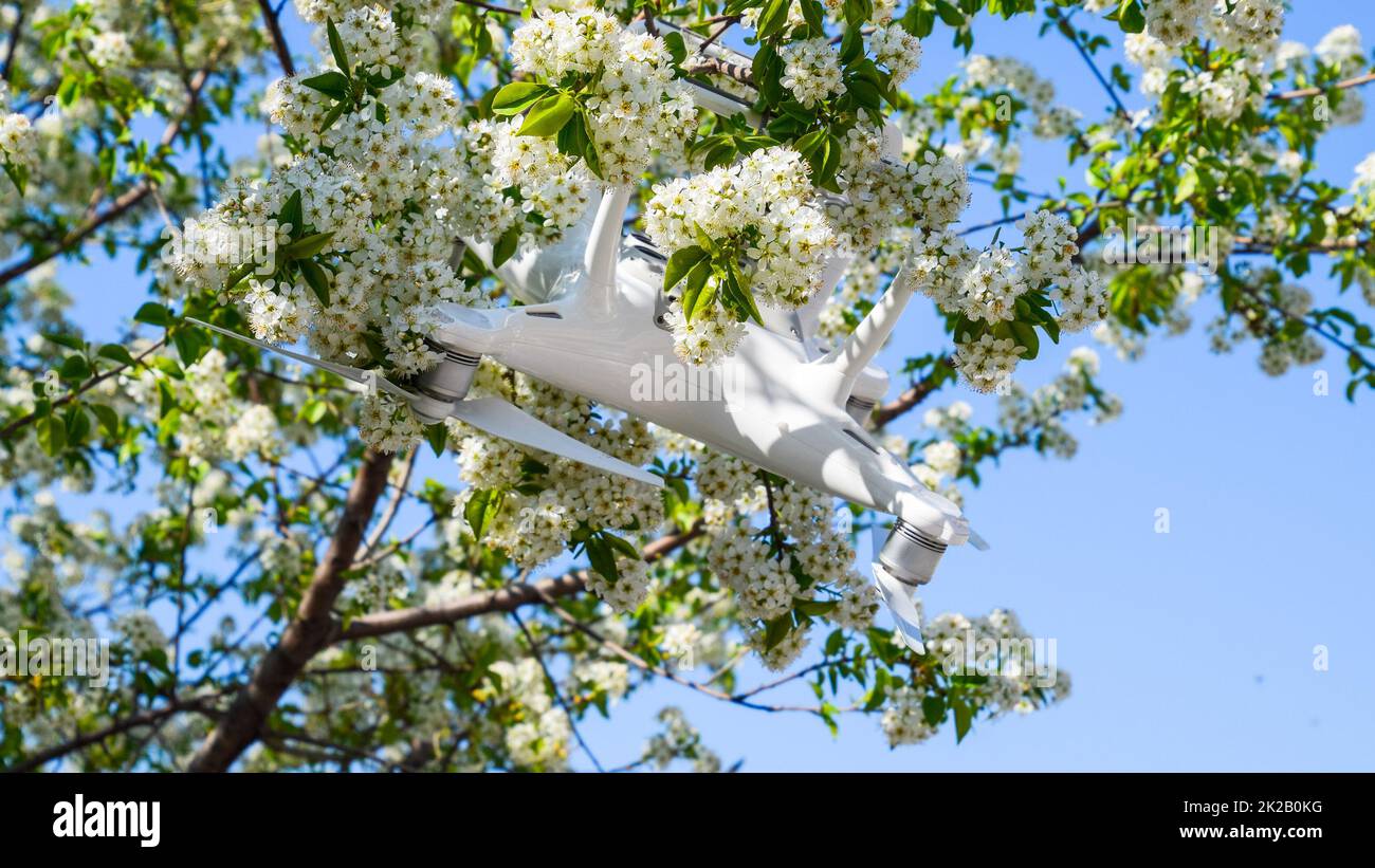 Quadrocopter DJI Phantom 4 is on the branch of blooming cherry plum ...