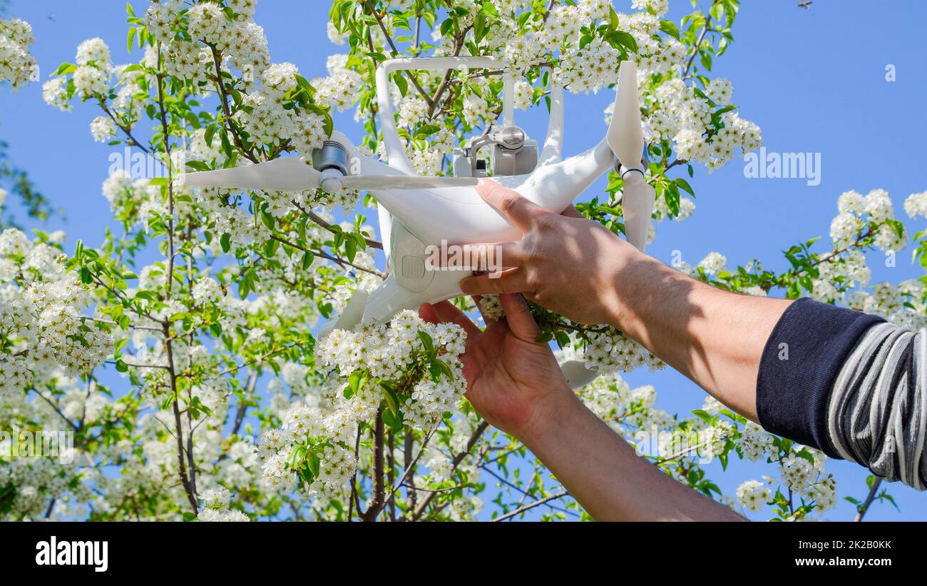 Quadrocopter DJI Phantom 4 is on the branch of blooming cherry plum ...