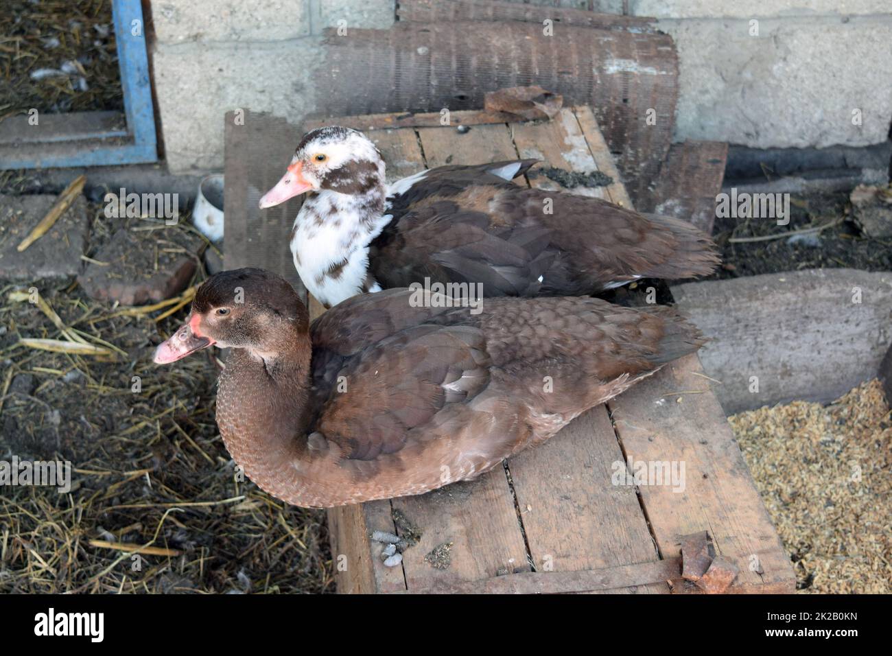 Sick duck hi-res stock photography and images - Alamy