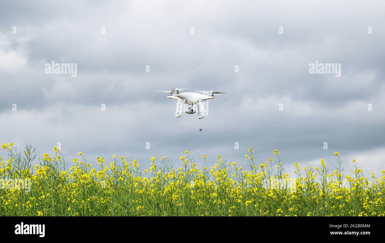 White drone over the field of flowering rape Stock Photo - Alamy