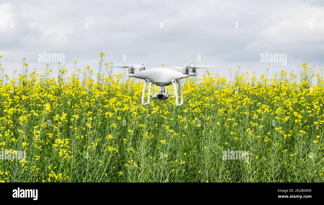 White drone over the field of flowering rape Stock Photo - Alamy