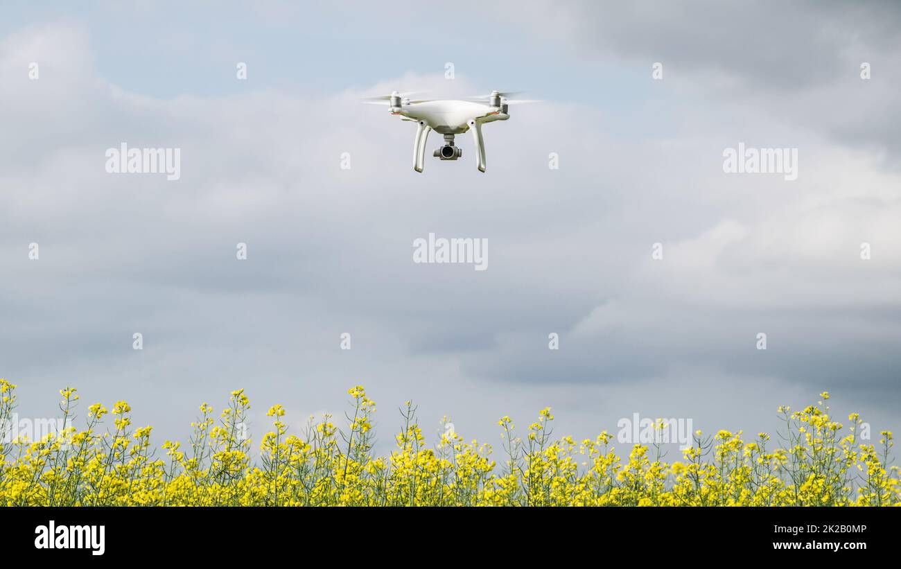White drone over the field of flowering rape Stock Photo - Alamy