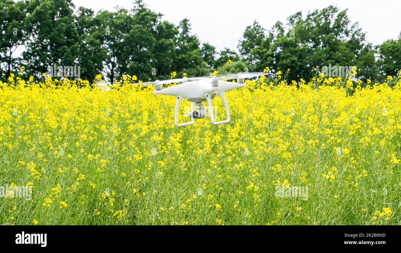White drone over the field of flowering rape Stock Photo - Alamy