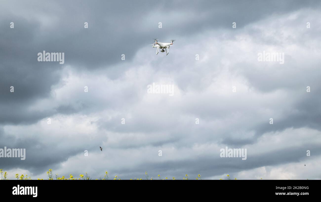 White drone over the field of flowering rape Stock Photo - Alamy