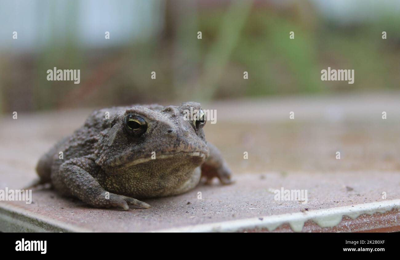Texas Toad Anaxyrus speciosus in Organic Garden Stock Photo - Alamy