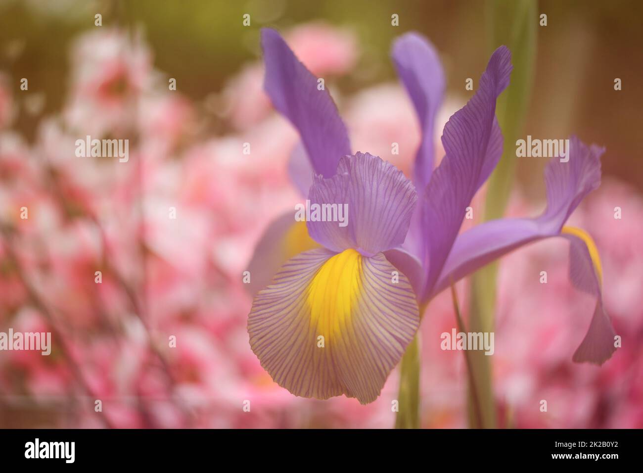 Bearded lily flower flowers hi-res stock photography and images - Alamy