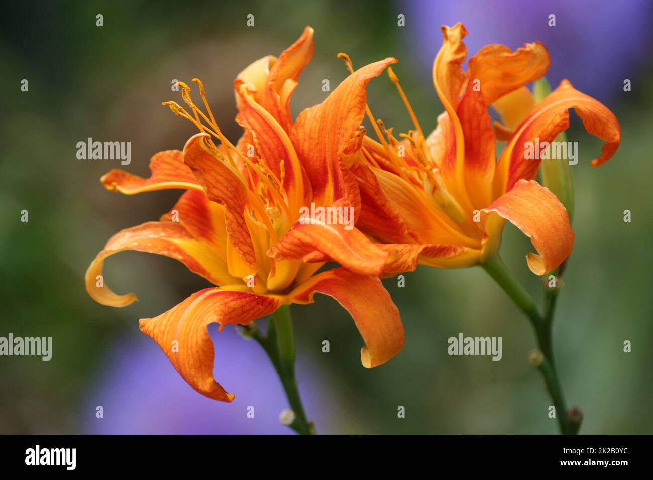 Hemerocallis fulva hi-res stock photography and images - Alamy