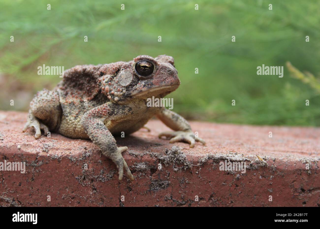 Texas Toad Anaxyrus speciosus in Organic Garden Stock Photo - Alamy