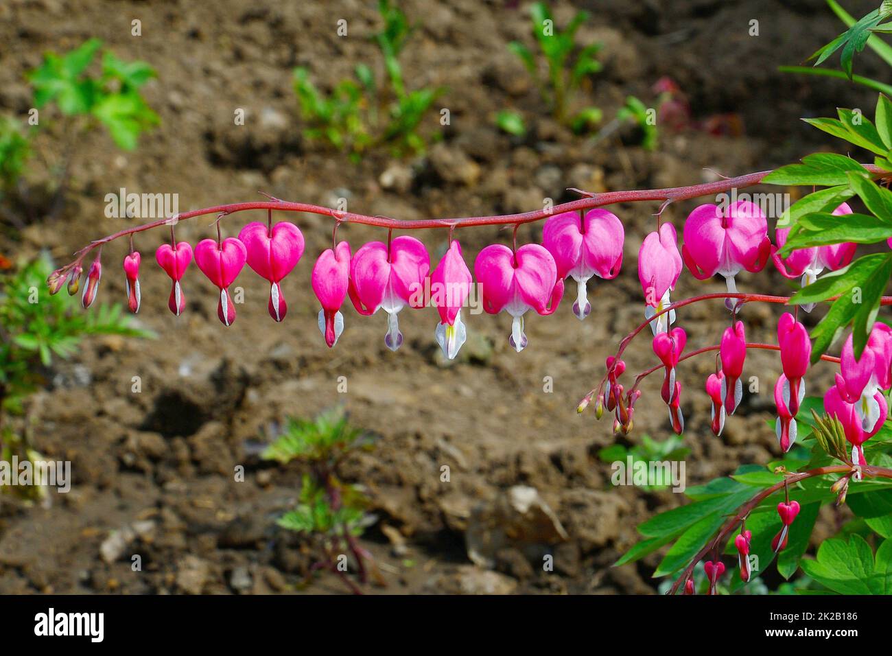 The flower of the Dicenter is magnificent or the flower of the Broken ...