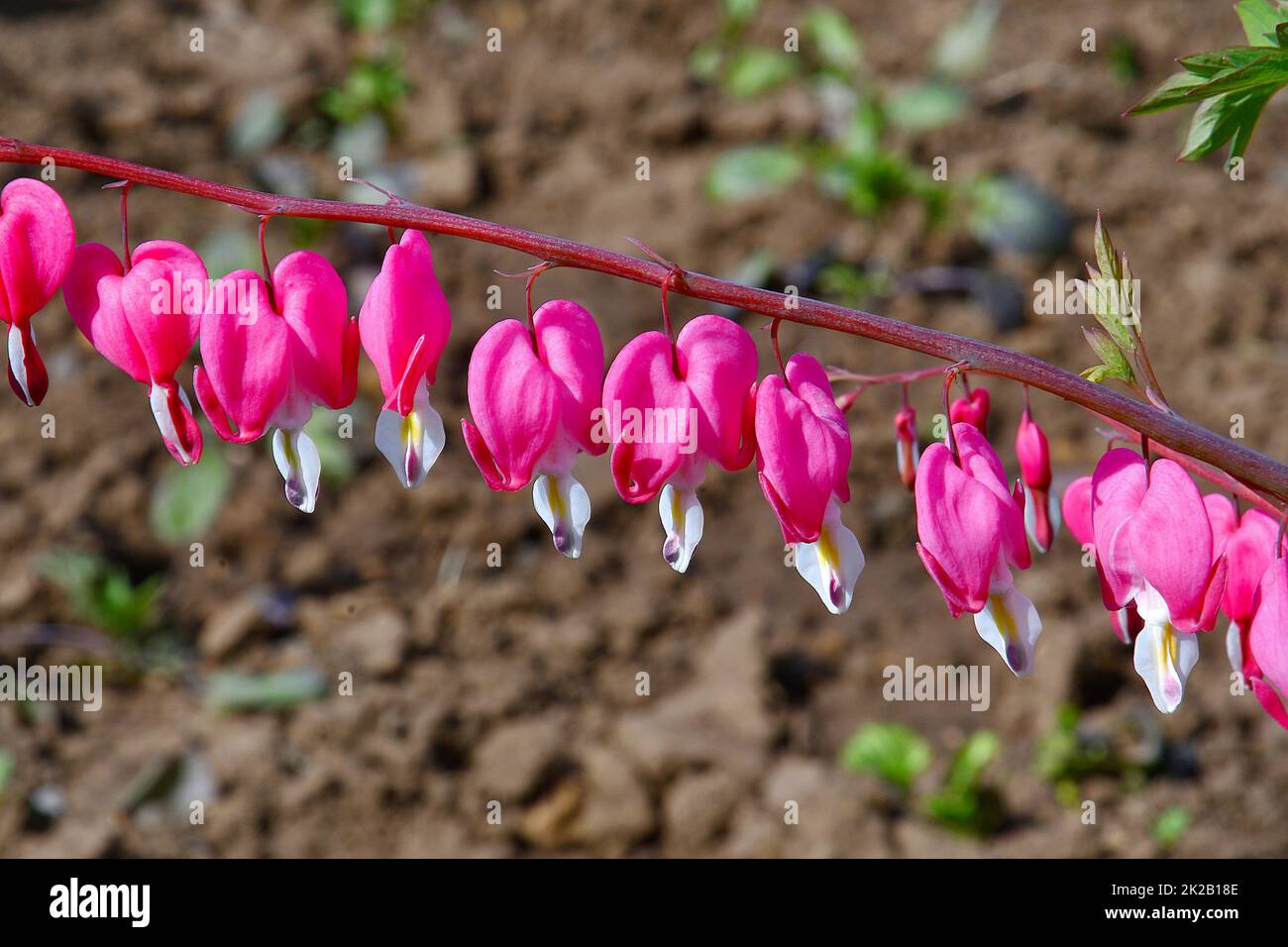 The flower of the Dicenter is magnificent or the flower of the Broken ...