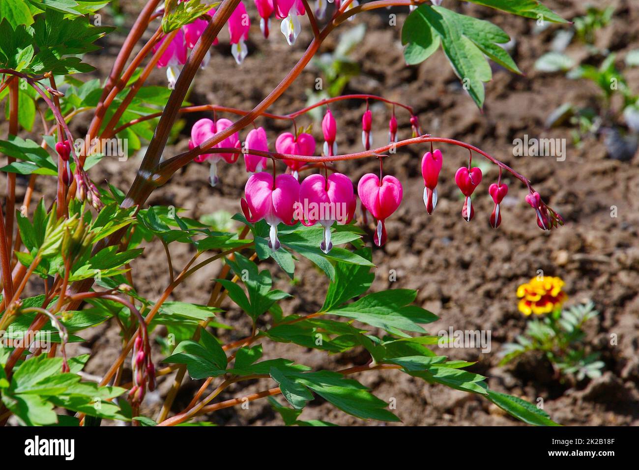 The flower of the Dicenter is magnificent or the flower of the Broken ...