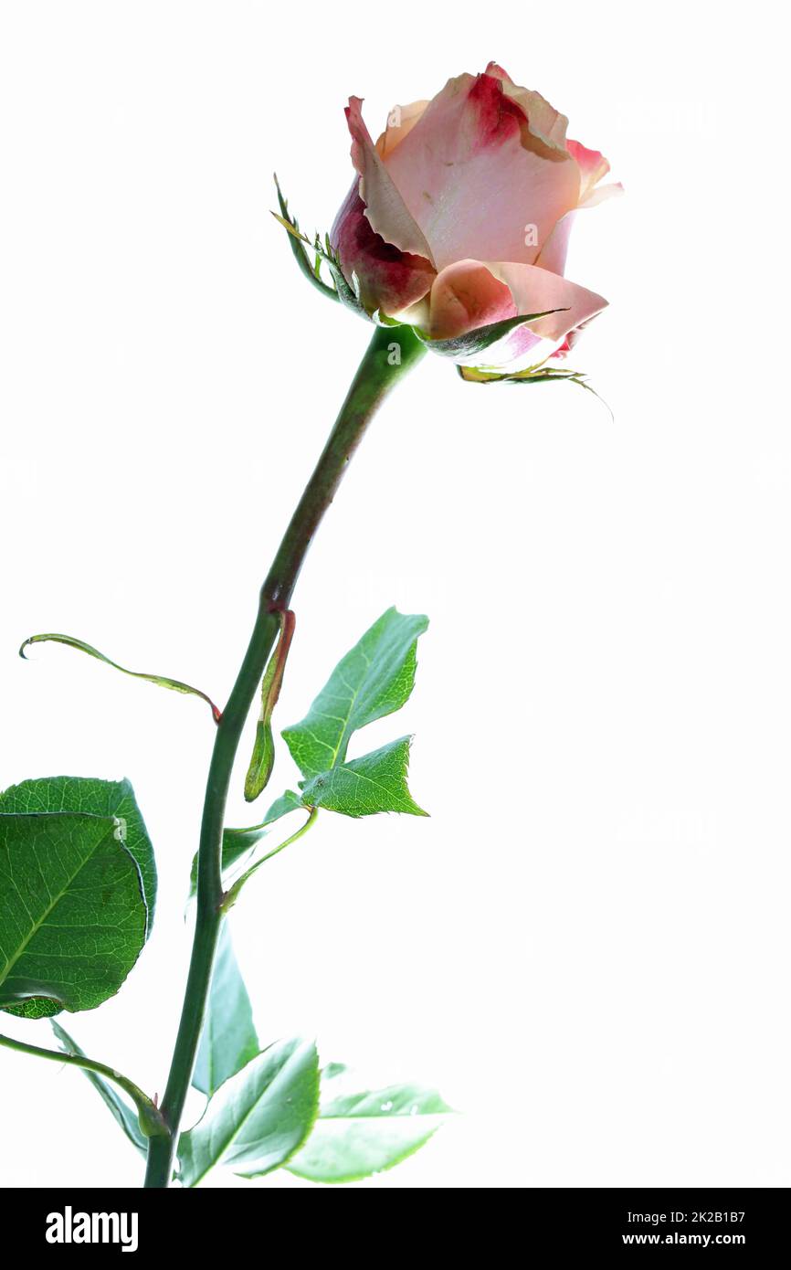 Rose against white Background Stock Photo - Alamy