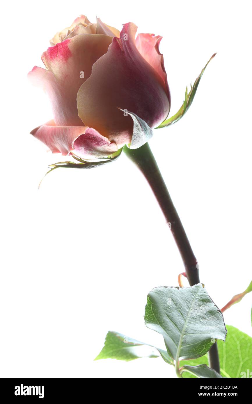Rose against white Background Stock Photo - Alamy