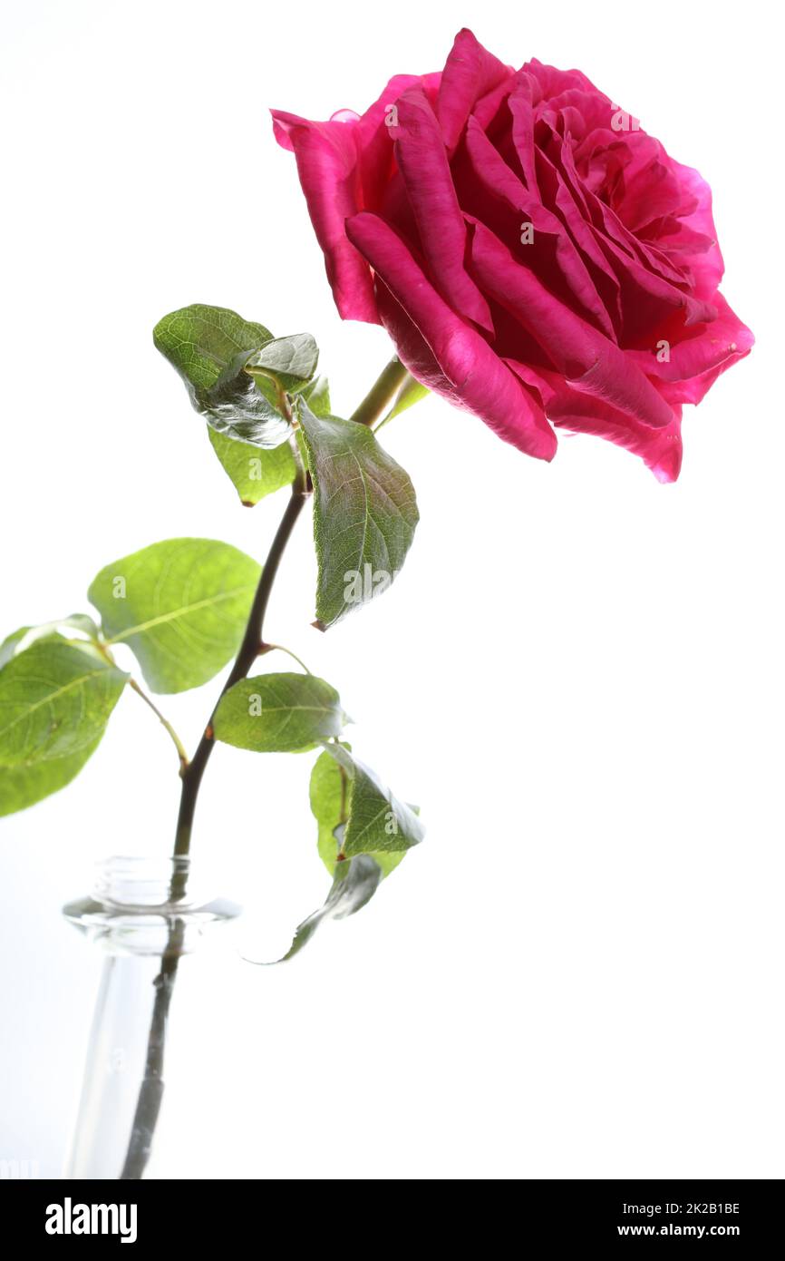 Rose against white Background Stock Photo - Alamy