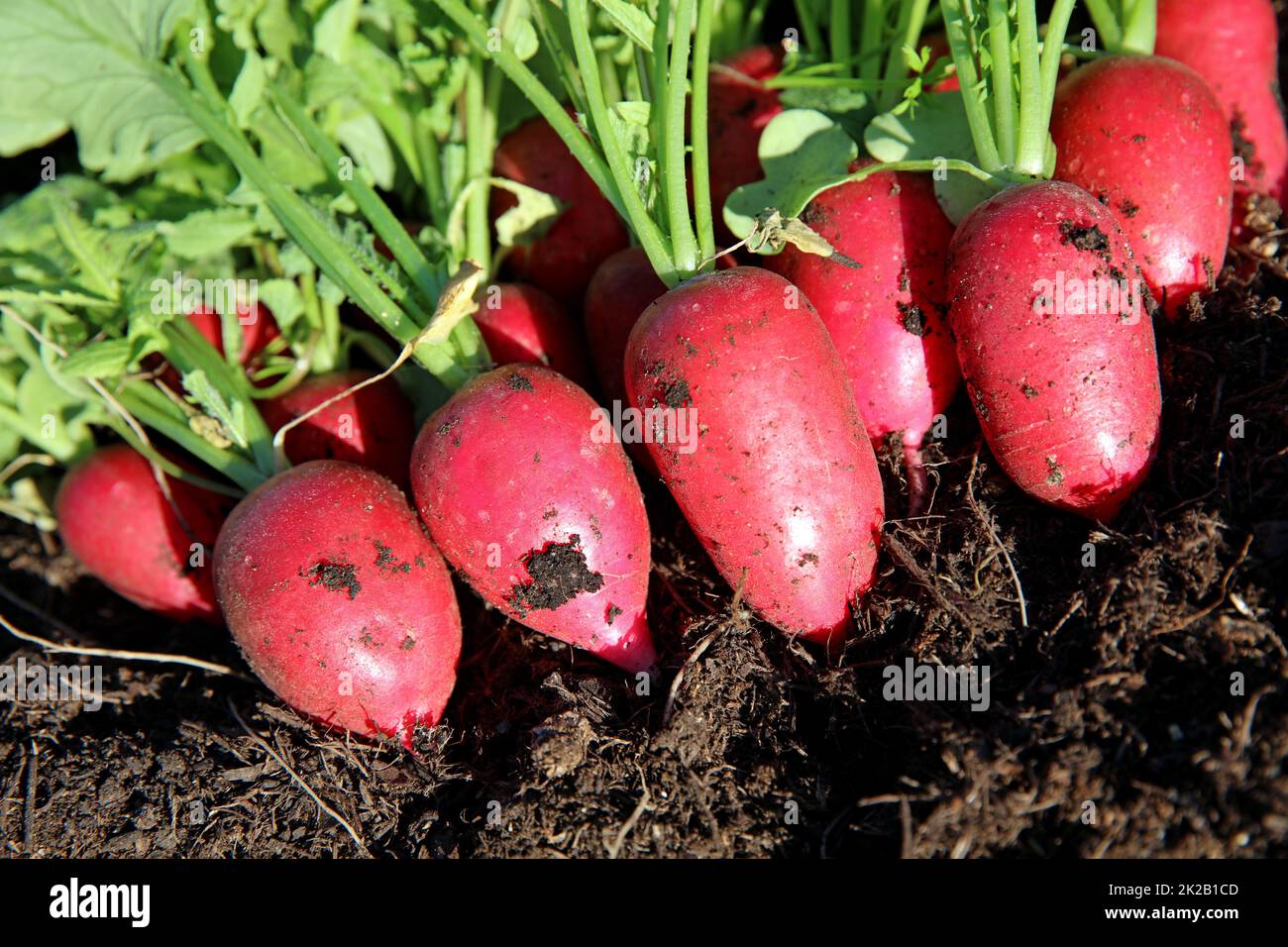 Fresh harvest organic Radish on the Field Stock Photo - Alamy