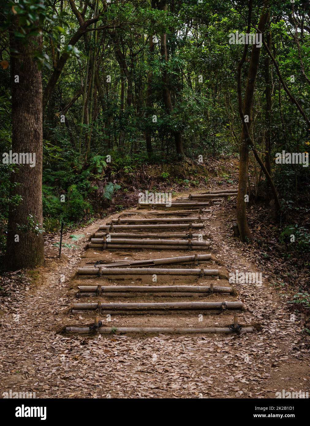 Kyudainomori hi-res stock photography and images - Alamy