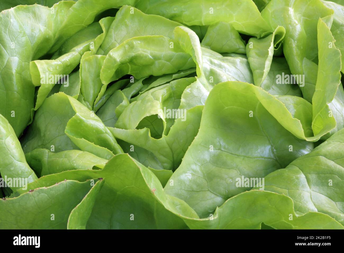 Butterhead lettuce hi-res stock photography and images - Alamy