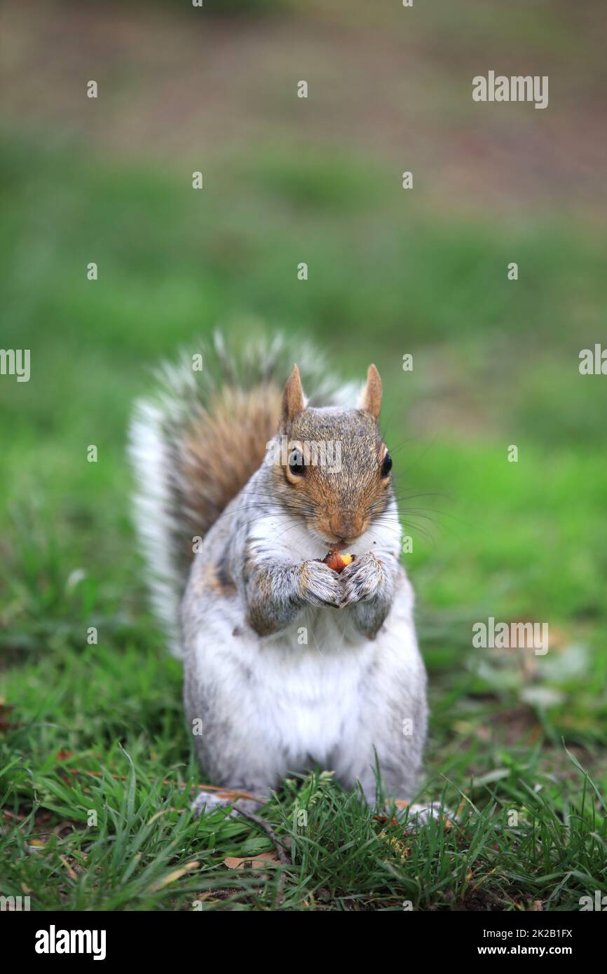 Eastern Gray Squirrel in Central Park. New York City. USA Stock Photo ...