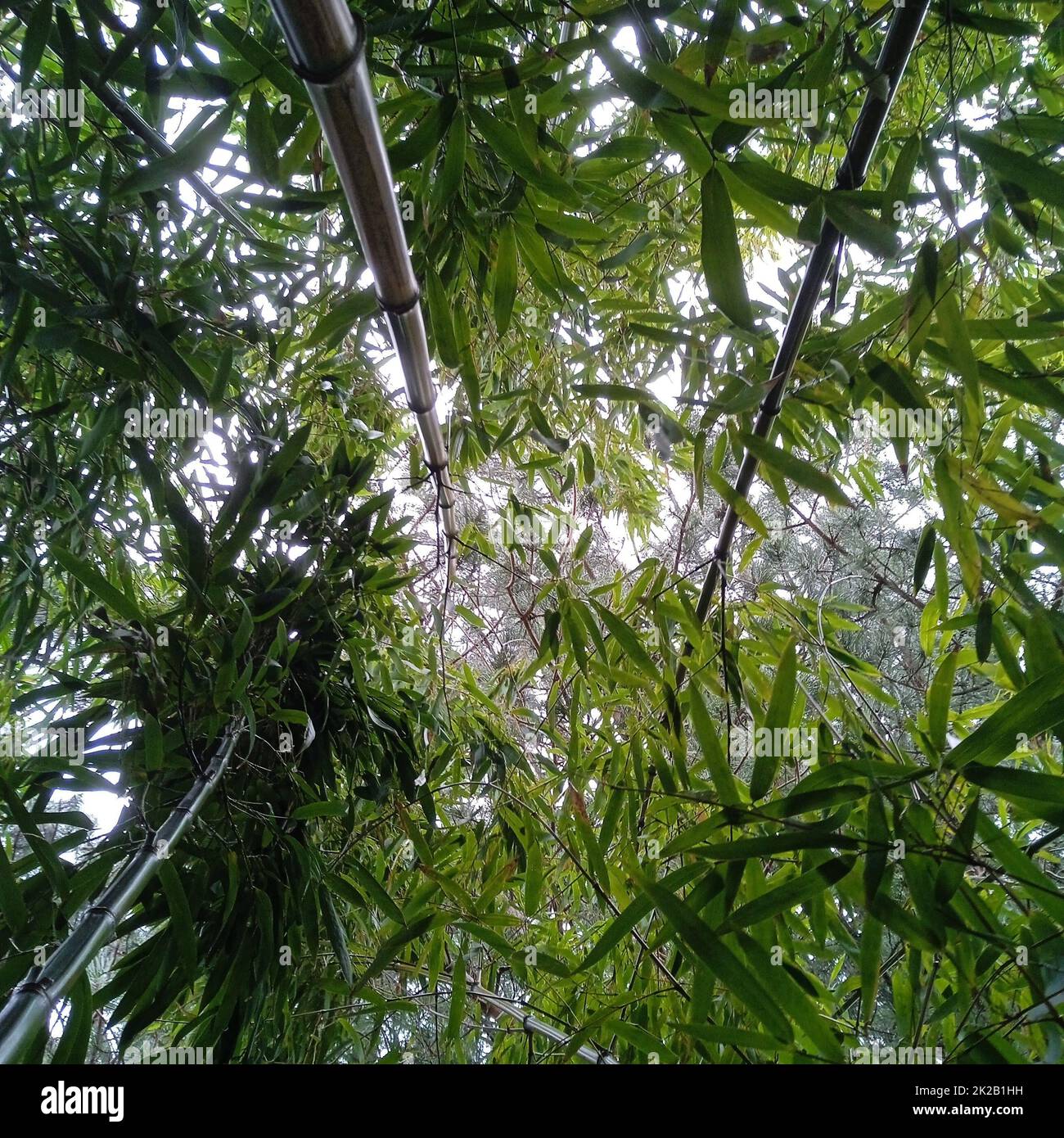 Deciduous or semi evergreen perennial hi-res stock photography and images - Alamy