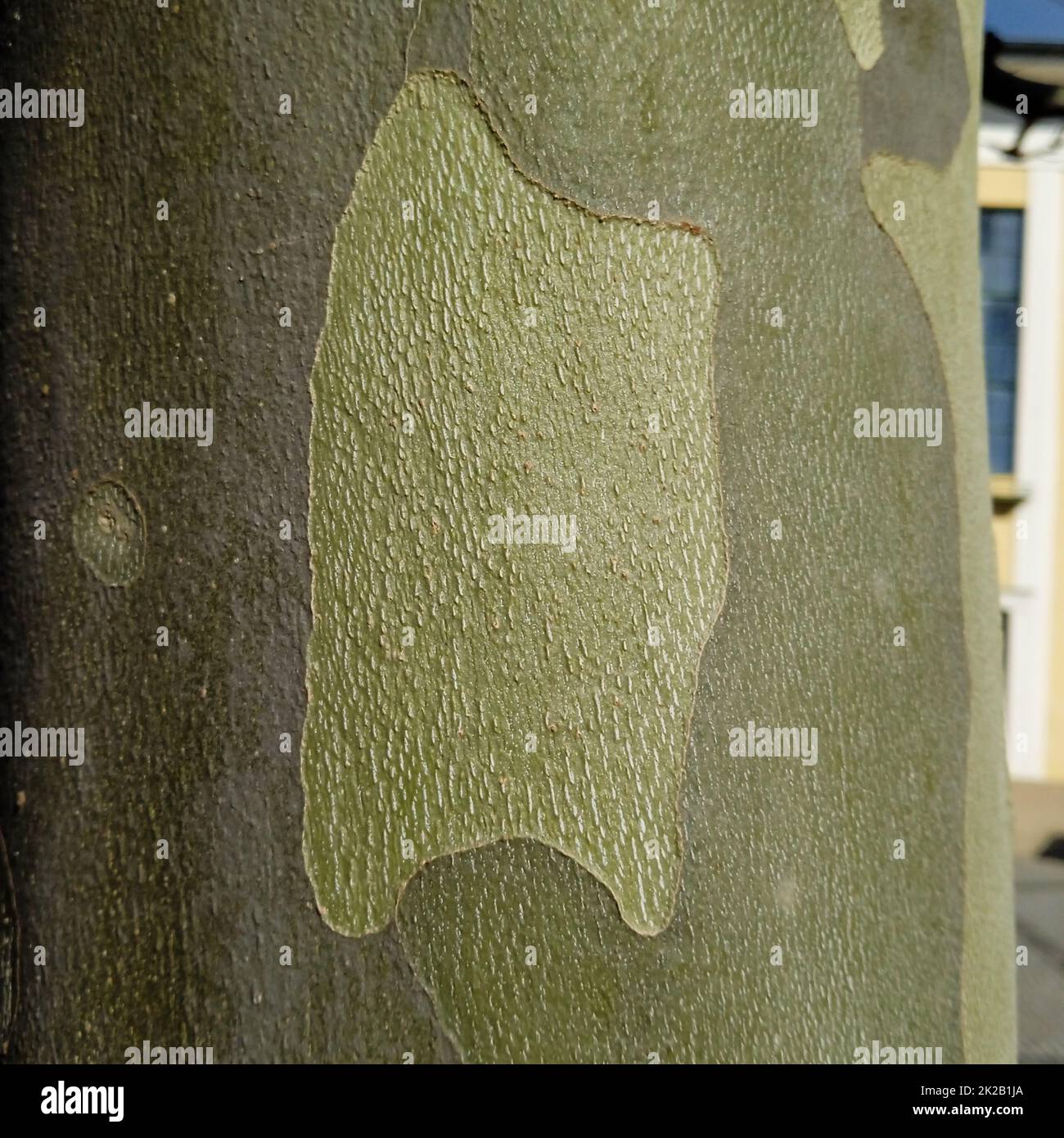 Biomorph shapes hi-res stock photography and images - Alamy