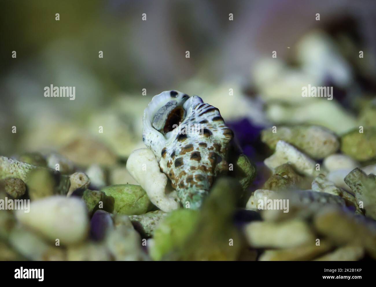 Cerithium caeruleum - Needle snail - Battilaria sp. in a marine ...