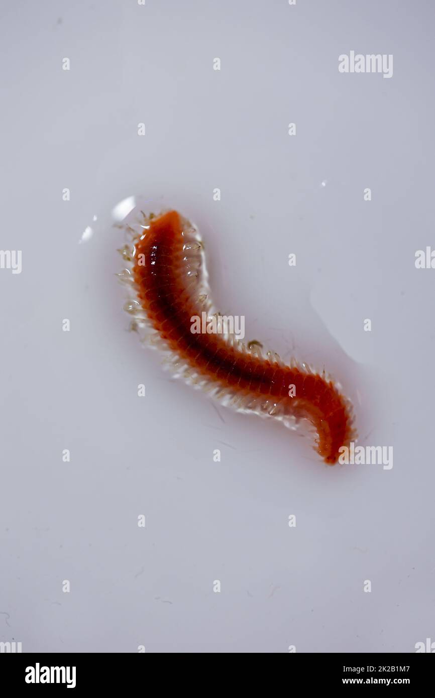 A close-up of a bristle worm, Vielborster (Polychaeta Stock Photo - Alamy