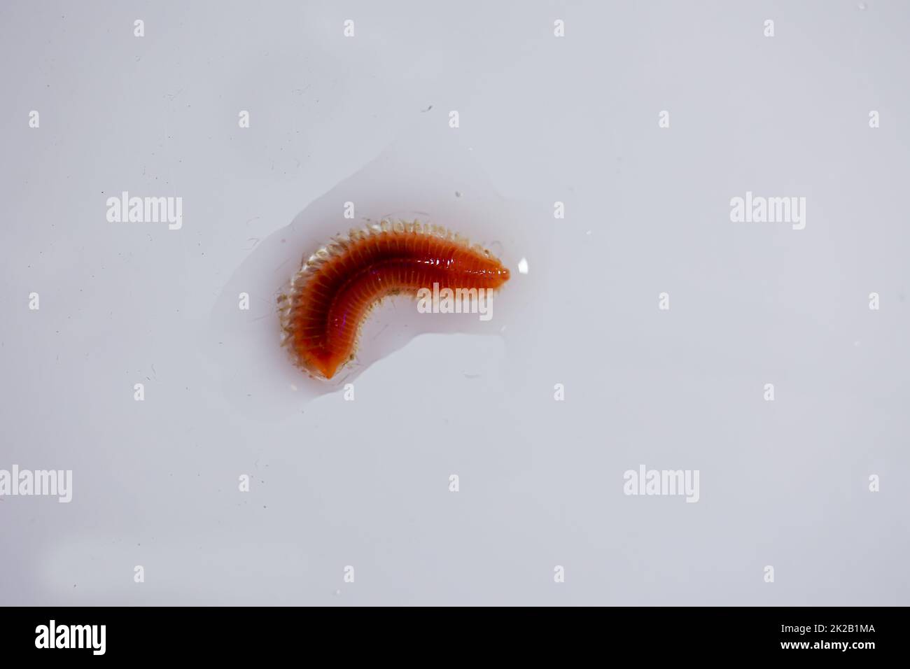 A close-up of a bristle worm, Vielborster (Polychaeta Stock Photo - Alamy
