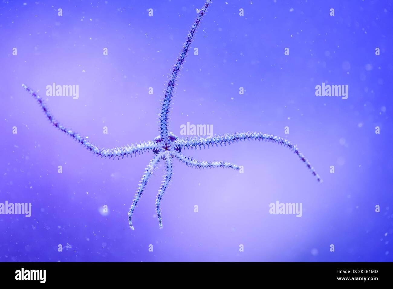 A snake starfish with its six tentacles on the pane of a marine ...