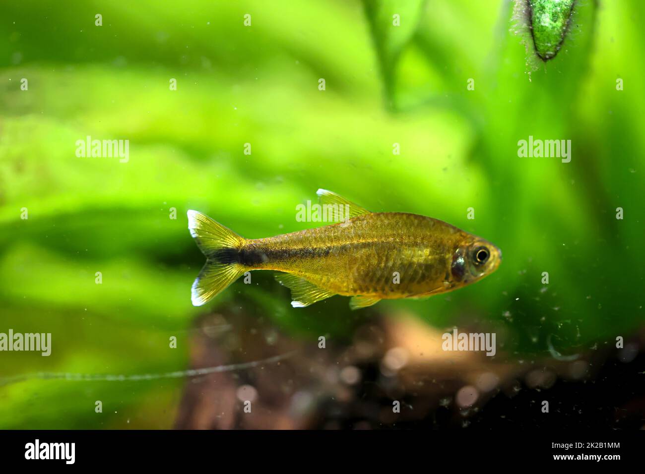 Close up of a copper tetra, copper tetra in freshwater aquarium Stock ...