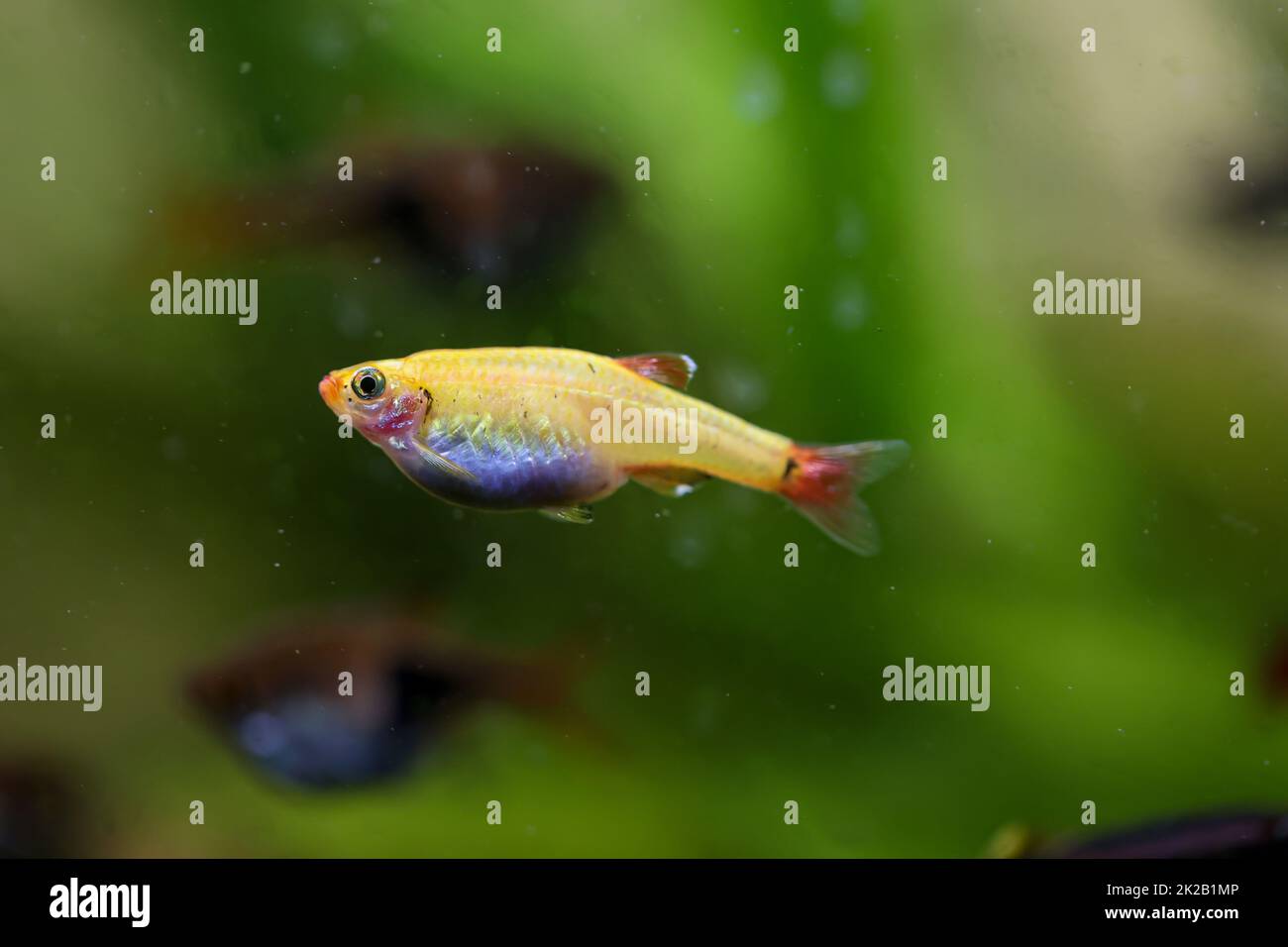 Danio fish hi-res stock photography and images - Alamy