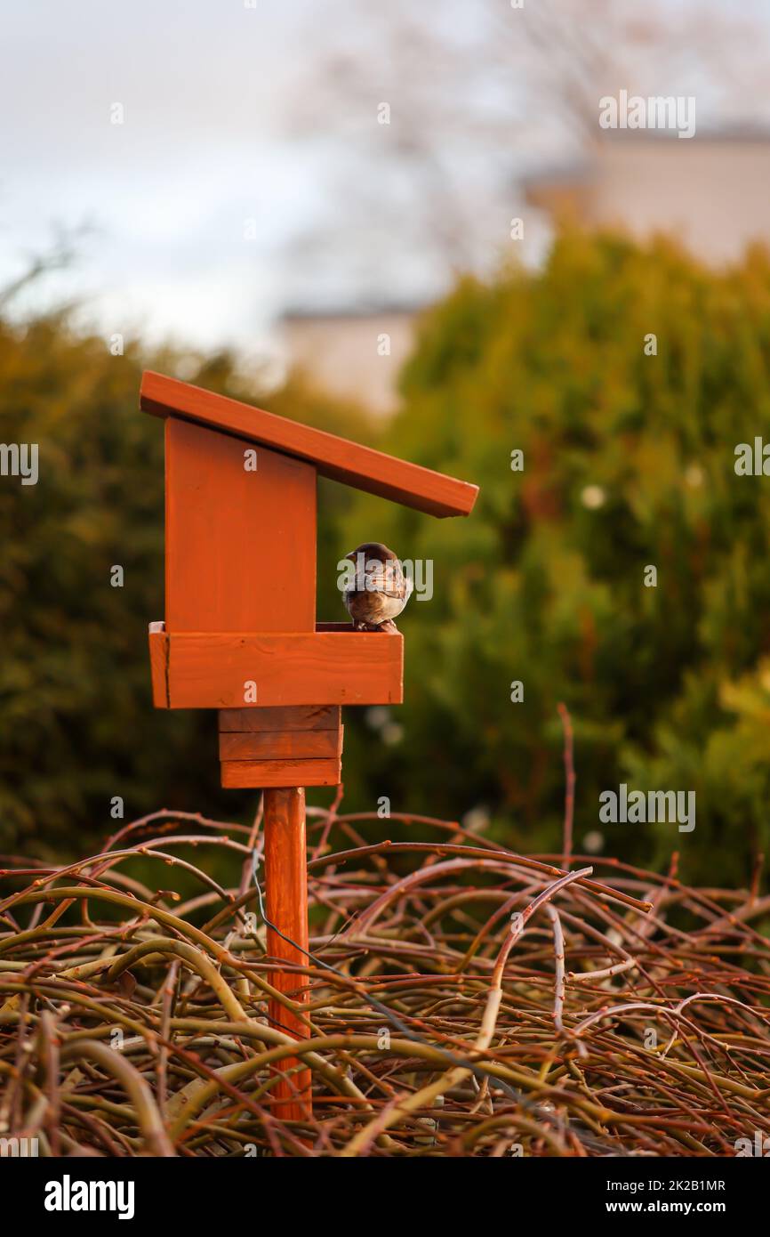 Sparrow front view bird hi-res stock photography and images - Alamy