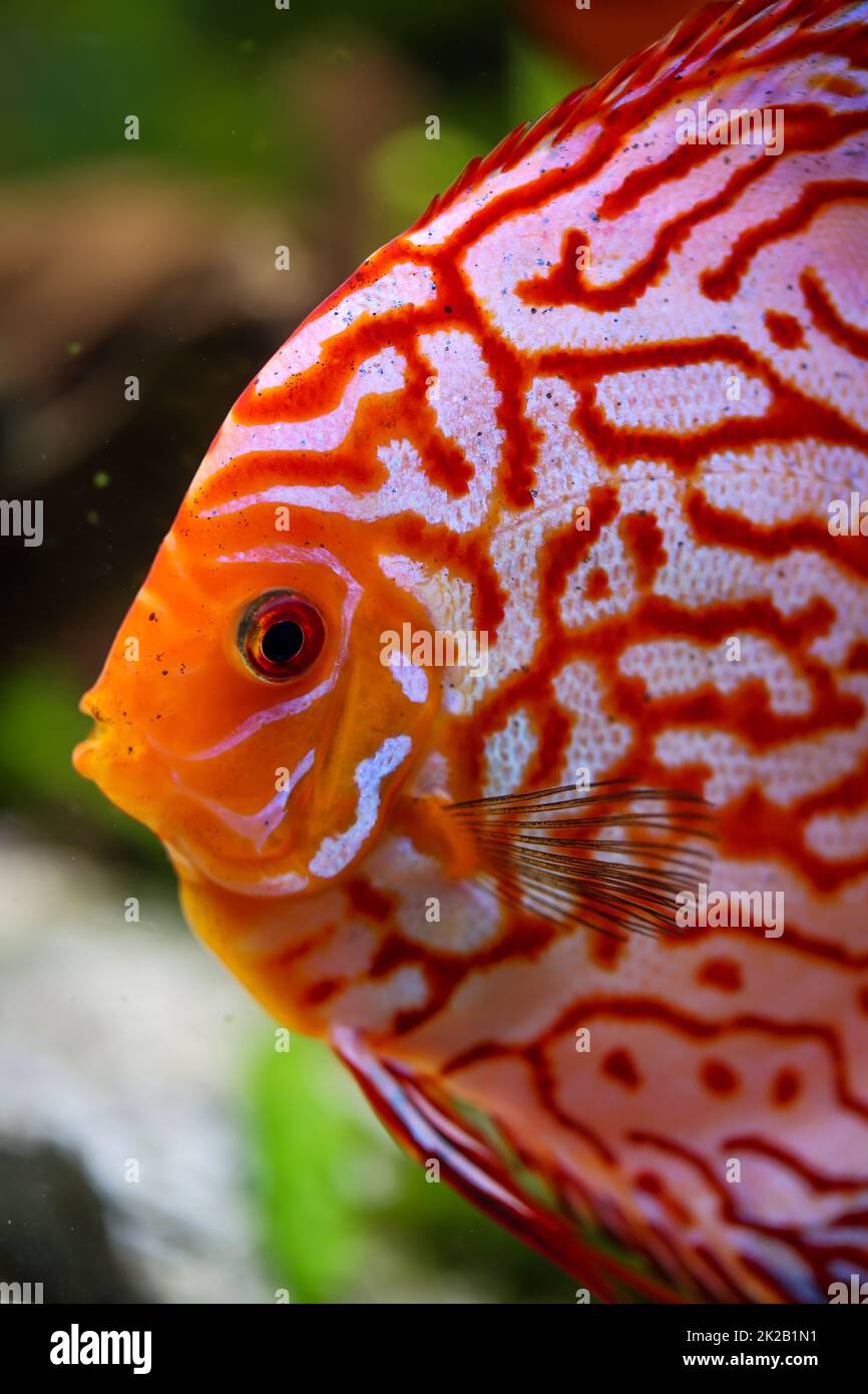 Portrait of a discus discus cichlid in a blackwater aquarium Stock ...