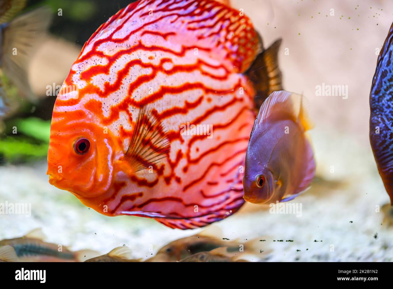Portrait of a discus discus cichlid in a blackwater aquarium Stock ...