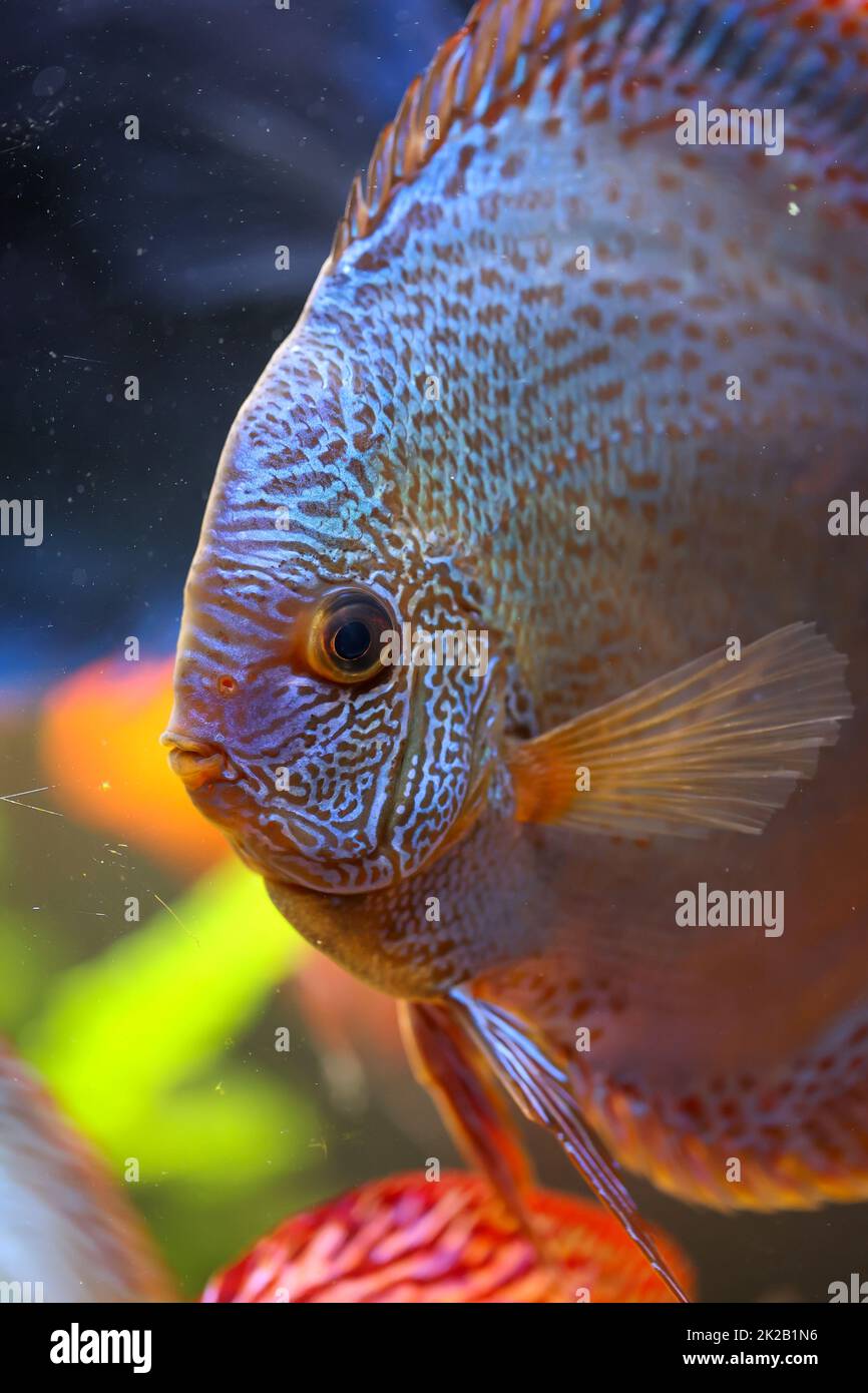 Portrait of a discus discus cichlid in a blackwater aquarium Stock ...